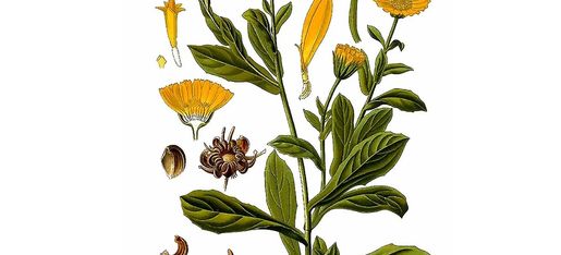 Maine Sol Botanicals - Soap, Botanical Products,Gift Sets