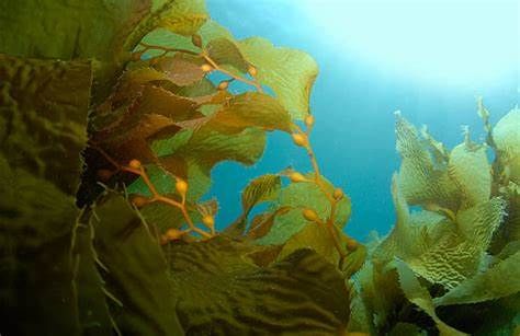 Kelp is Queen of the Ocean