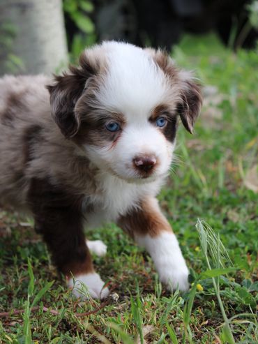Mini Aussie Puppies - Warren's Colorado Mini Aussies
