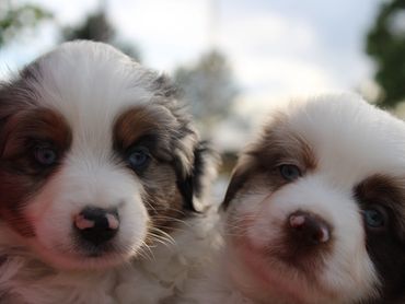 Mini Aussie Puppies - Warren's Colorado Mini Aussies
