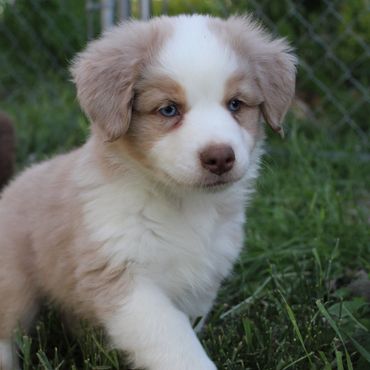 Mini Aussie Puppies - Warren's Colorado Mini Aussies