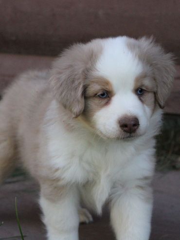 Mini Aussie Puppies - Warren's Colorado Mini Aussies