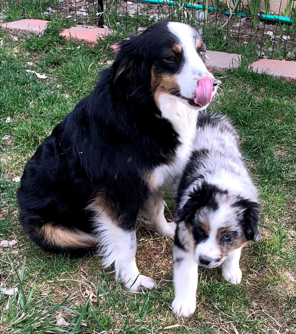 Mini Aussie Puppies - Warren's Colorado Mini Aussies