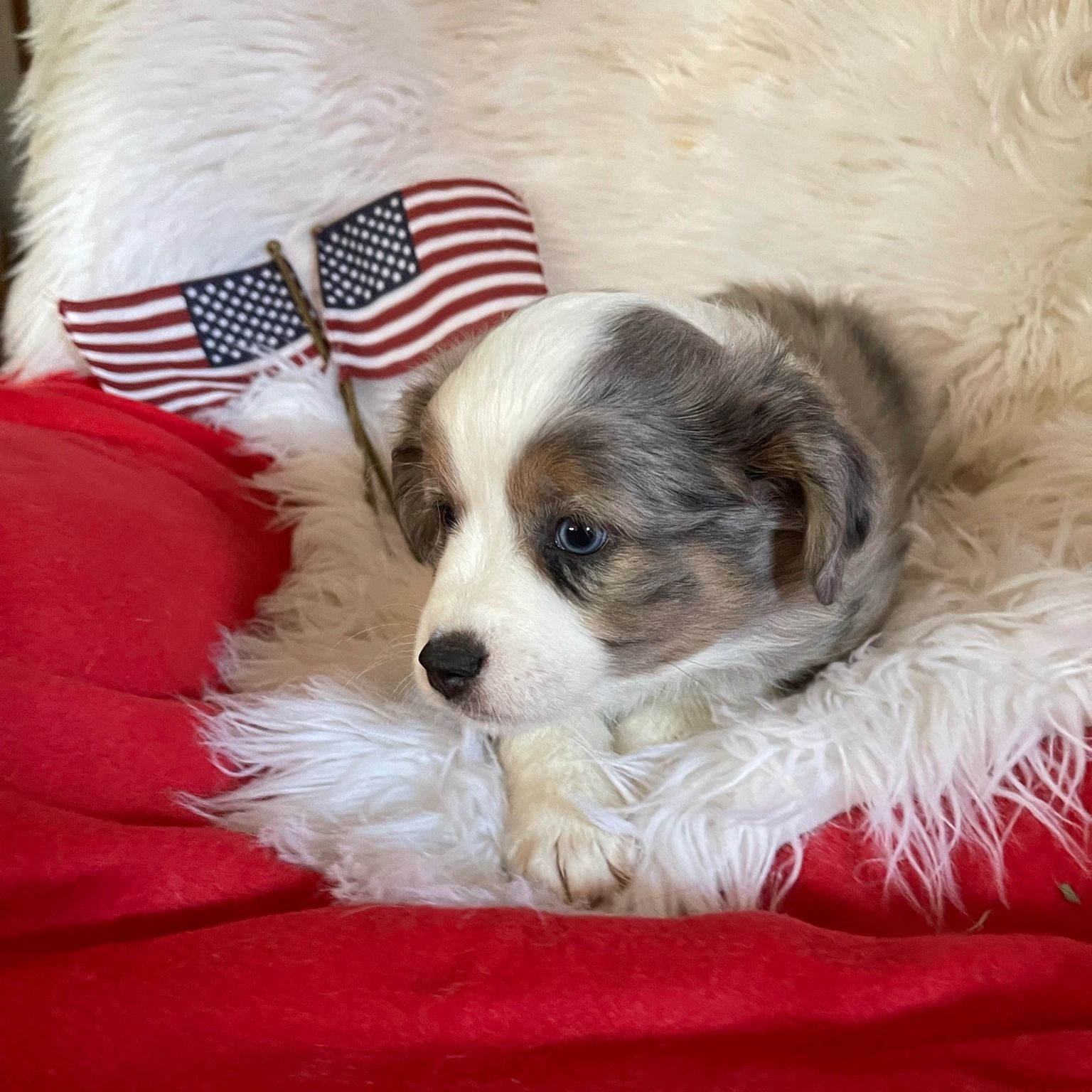 Warren's Colorado Mini Aussies - Toy and Miniature Australian Shepherd ...