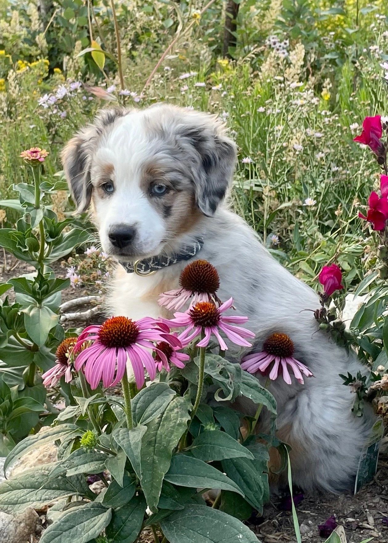 Warren's Colorado Mini Aussies - Toy and Miniature Australian Shepherd ...