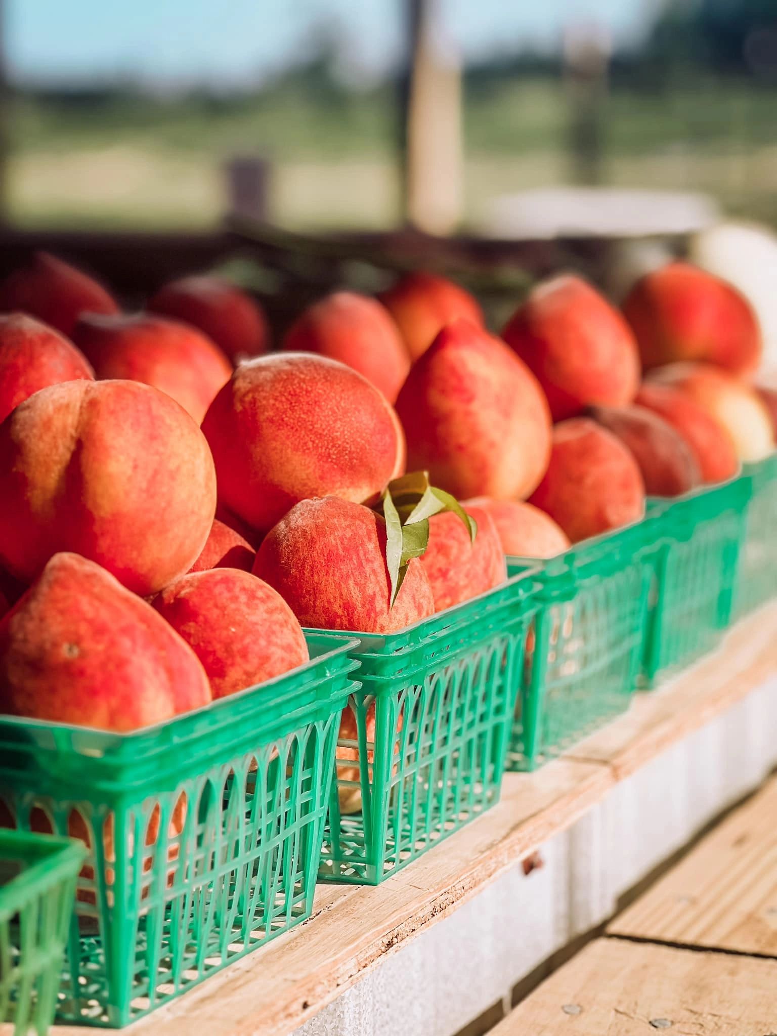 Penton Farms - Family Farm - Verbena, Alabama