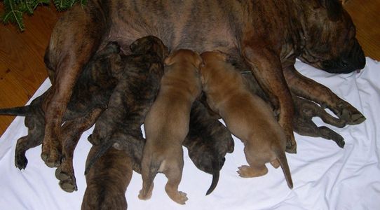 Brindle Bullmastiffs Home | Brindle Bullmastiffs