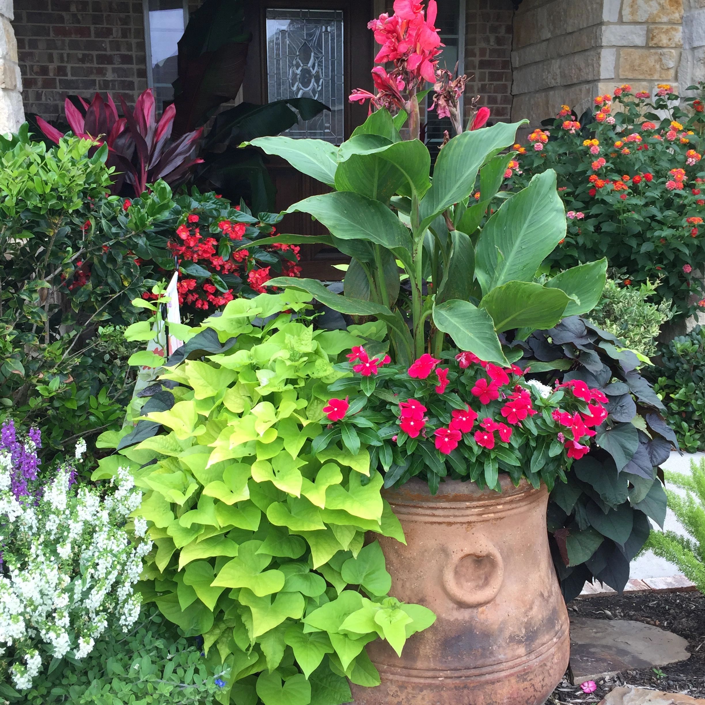 Full Sun Container Ideas (Part 1)