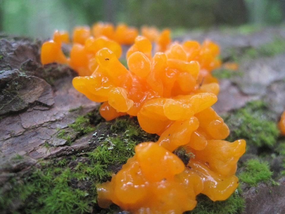 South Carolina Upstate Mycological Society