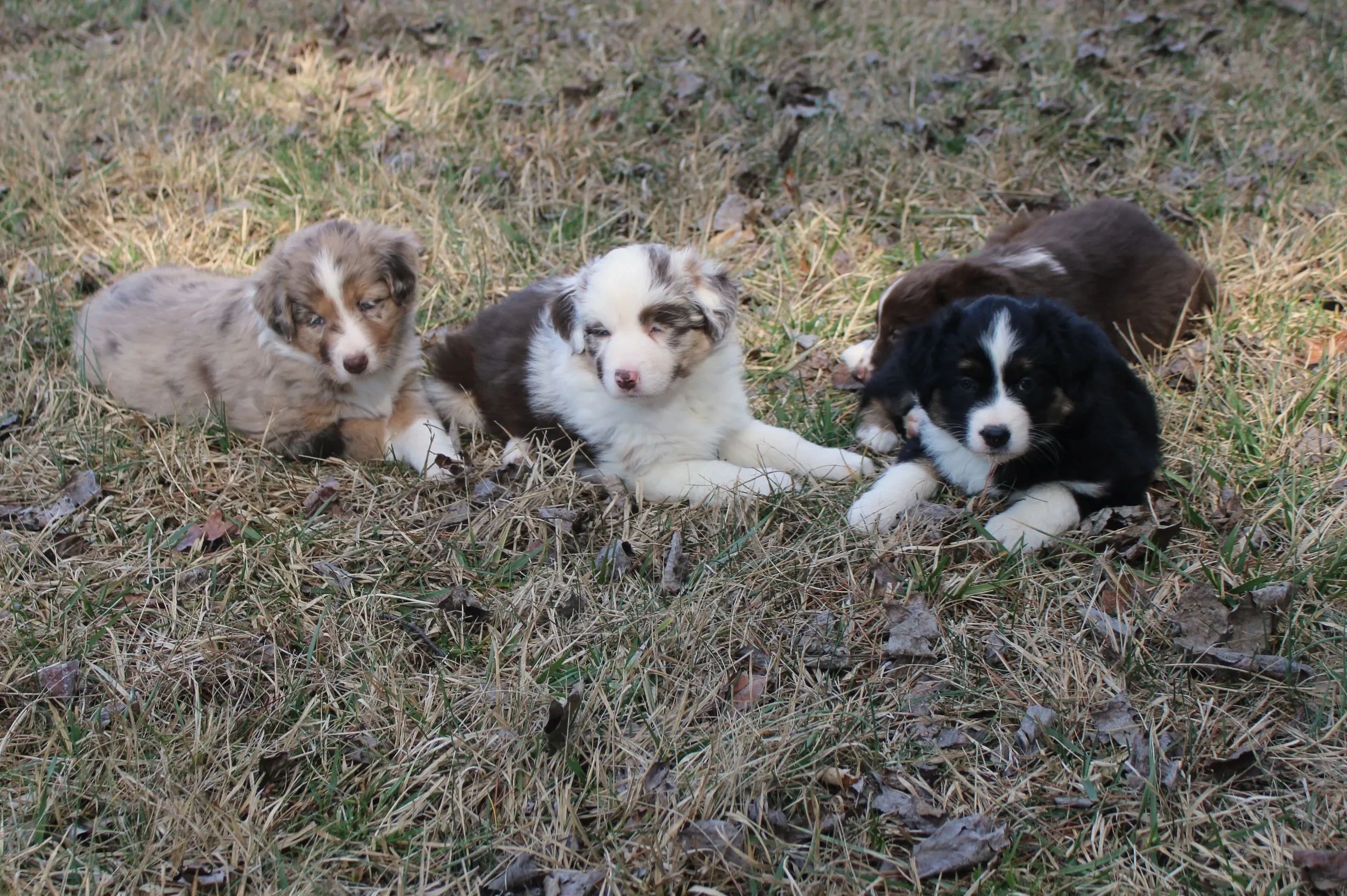 Trailblazing Aussies - Australian Shepherds, Akc, Asca, Asdr