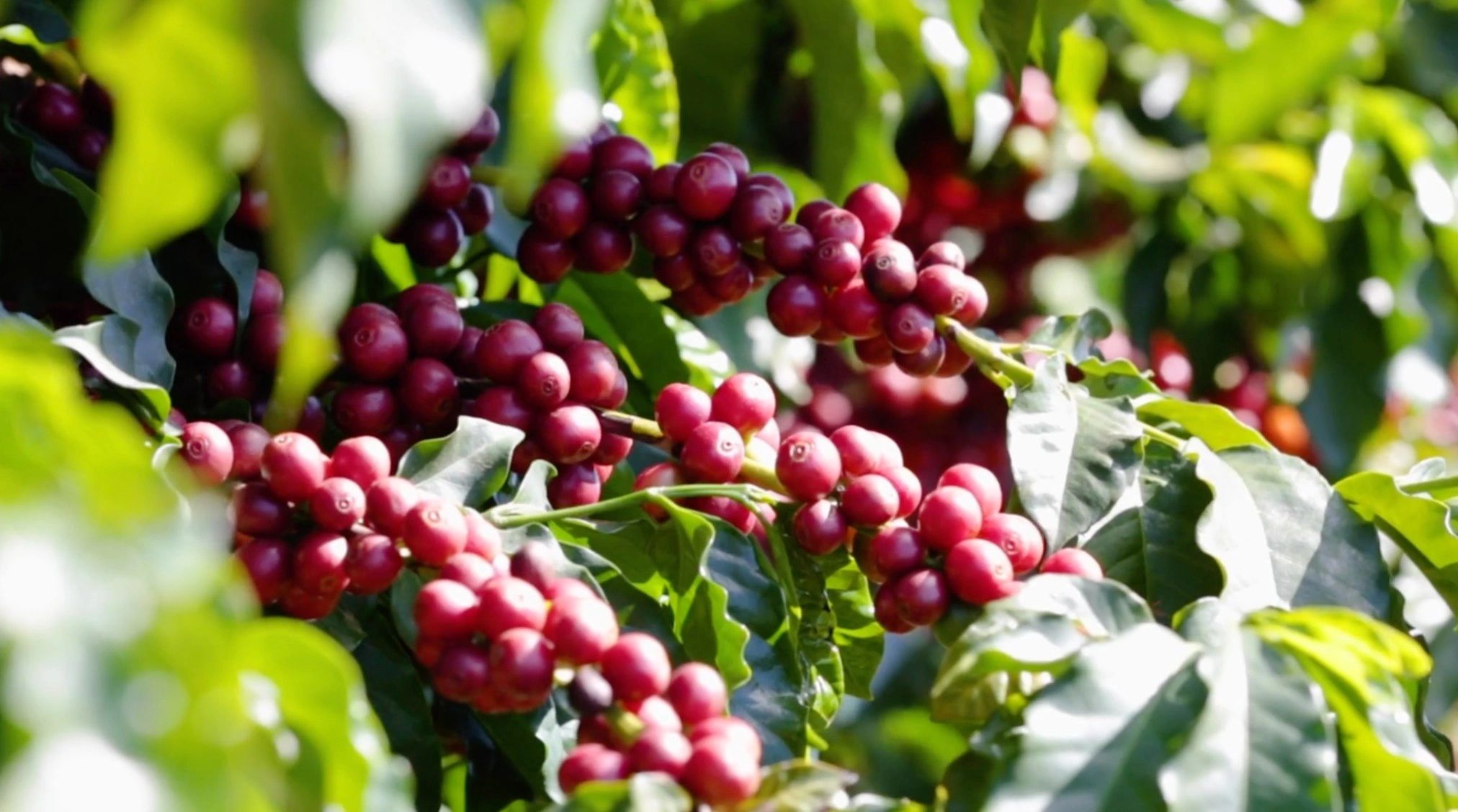 Discover Premium Bukidnon Coffee from Local Farmers