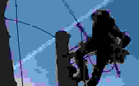 Whipple Tree Experts