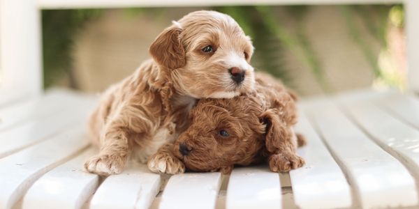 Cavapoochon & Toy Poodles Puppies for Sale- Pleasant Home Puppies Toy ...