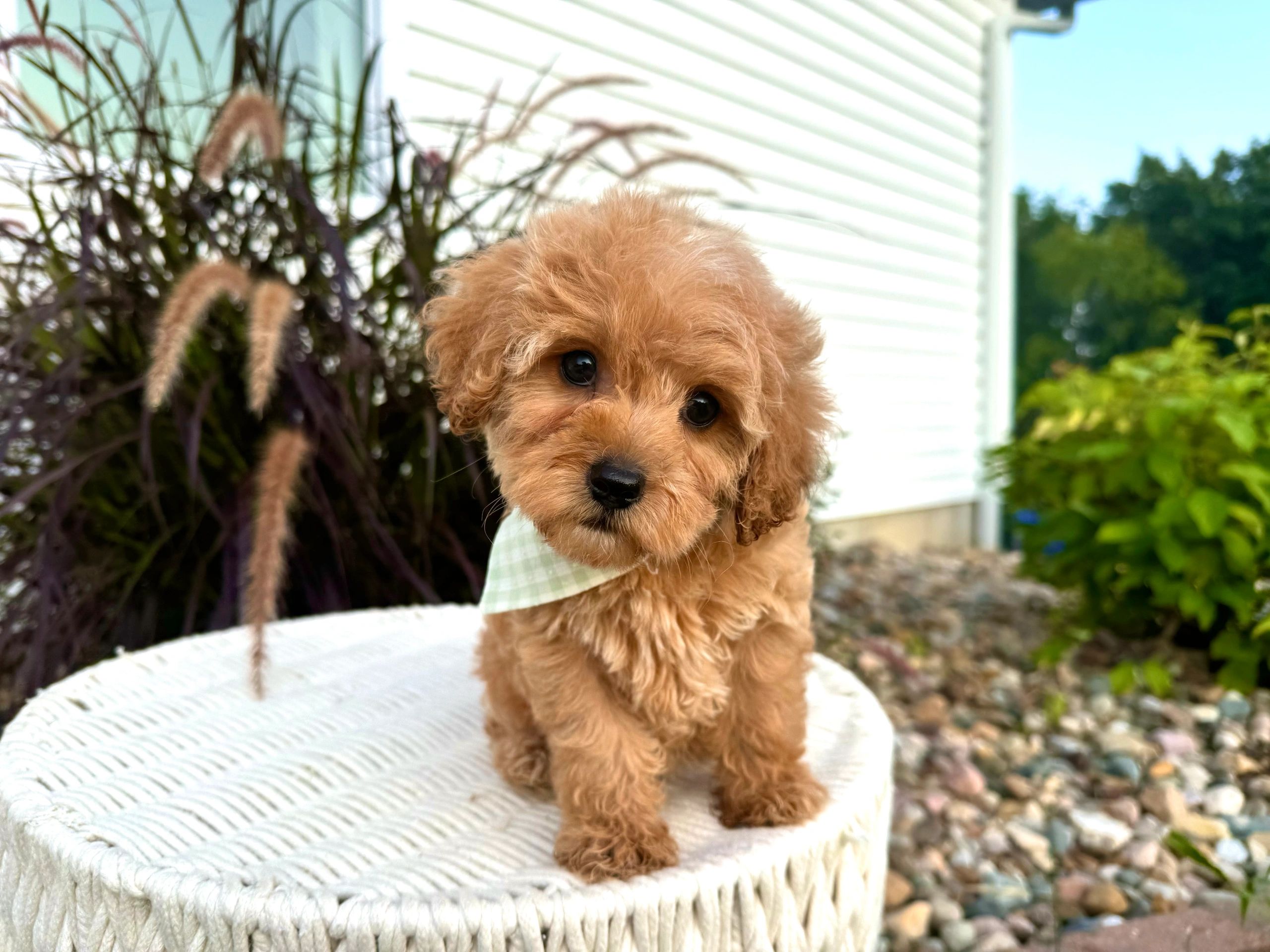 Cavapoochon Puppies for Sale | Cavapoo Puppies | Puppies for Sale