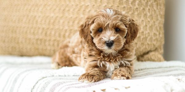 Cavapoochon & Toy Poodles Puppies for Sale- Pleasant Home Puppies Toy ...