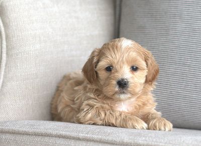 Shihpoo Puppies for Sale | Pleasant Home Puppies, Shihpoo Puppies for ...