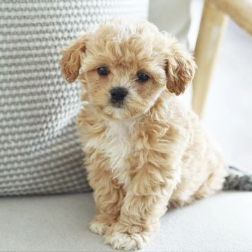 Shihpoo Puppies for Sale | Pleasant Home Puppies, Shihpoo Puppies for ...