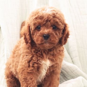 Why a Cavapoochon? | Pleasant Home Puppies