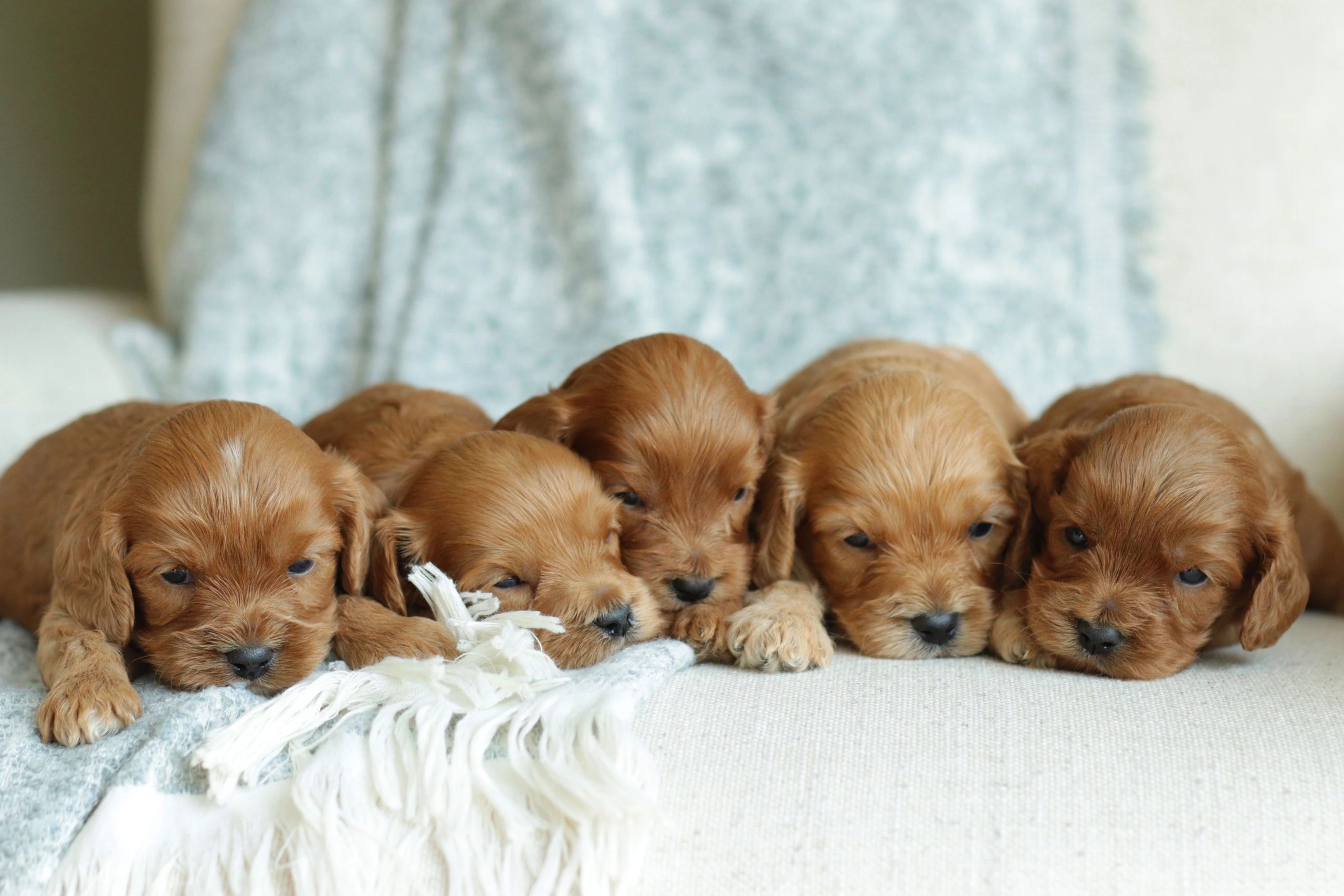 Upcoming Cavapoo's