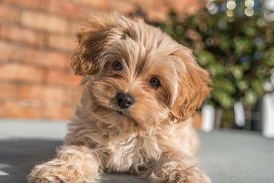 About the Cavapoochon, TOY POODLE BREEDER IN IOWA, CAVALIER KING ...
