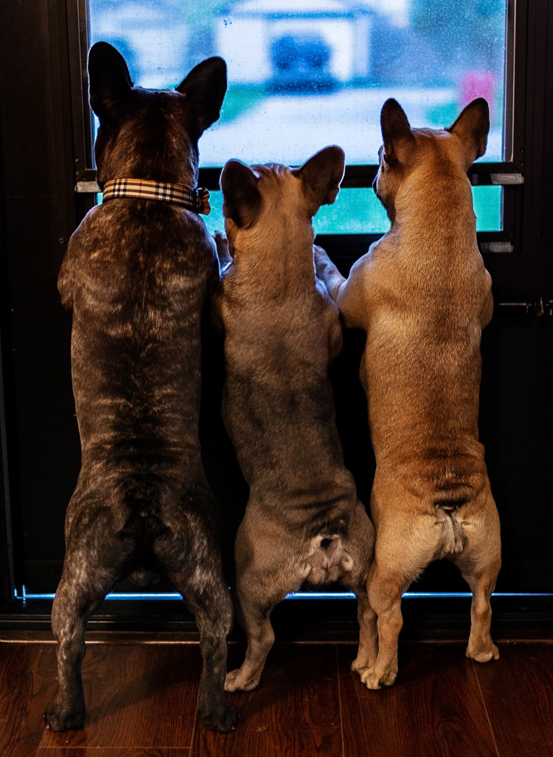 Sires | Royal Bully Babies