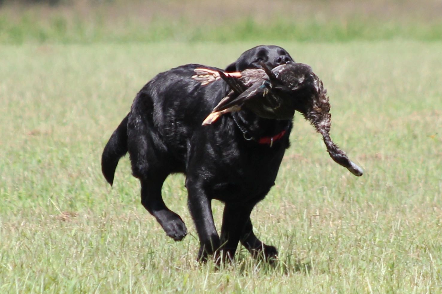Dunluce Labradors