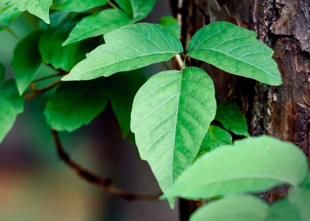 Expert Poison Ivy Removal Services