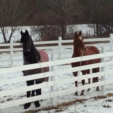Blue Sky Equestrian Stables - Horse Farm, Boarding, Lessons