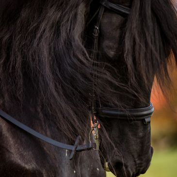 Blue Sky Equestrian Stables - Horse Farm, Boarding, Lessons