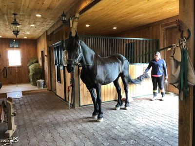 Blue Sky Equestrian Stables - Horse Boarding, Dunbarton | Blue Sky ...