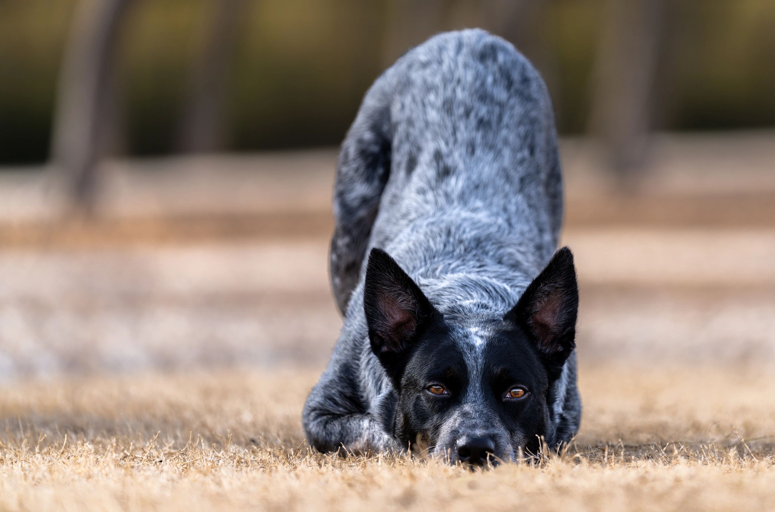 Gallery | K&H Dog Training