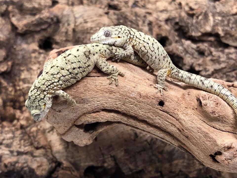 Eurydactylodes occidentalis