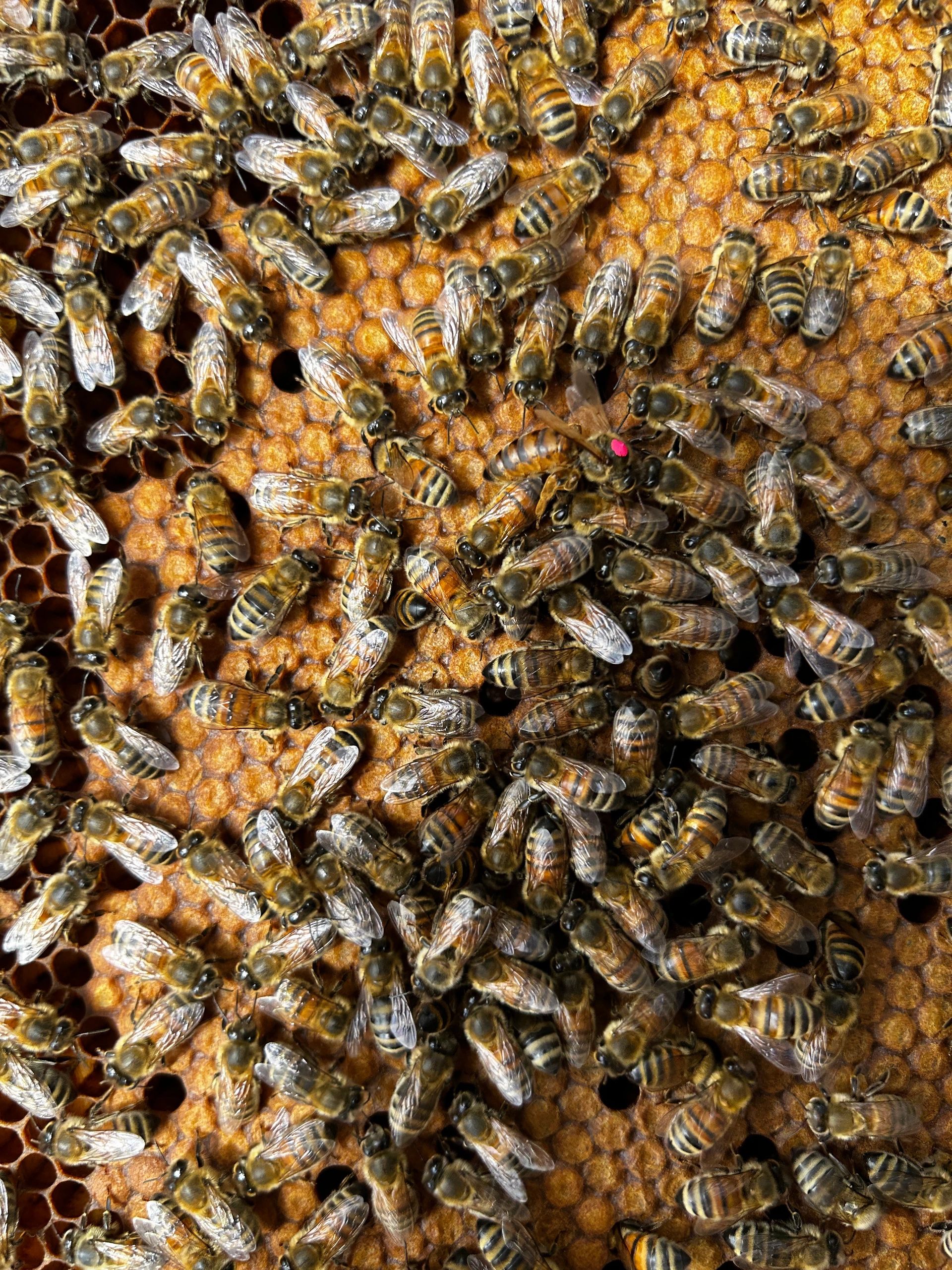 Zia Queenbees Farm & Field Institute