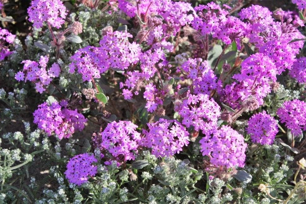 SAMANTHA REED, APRN, PLLC