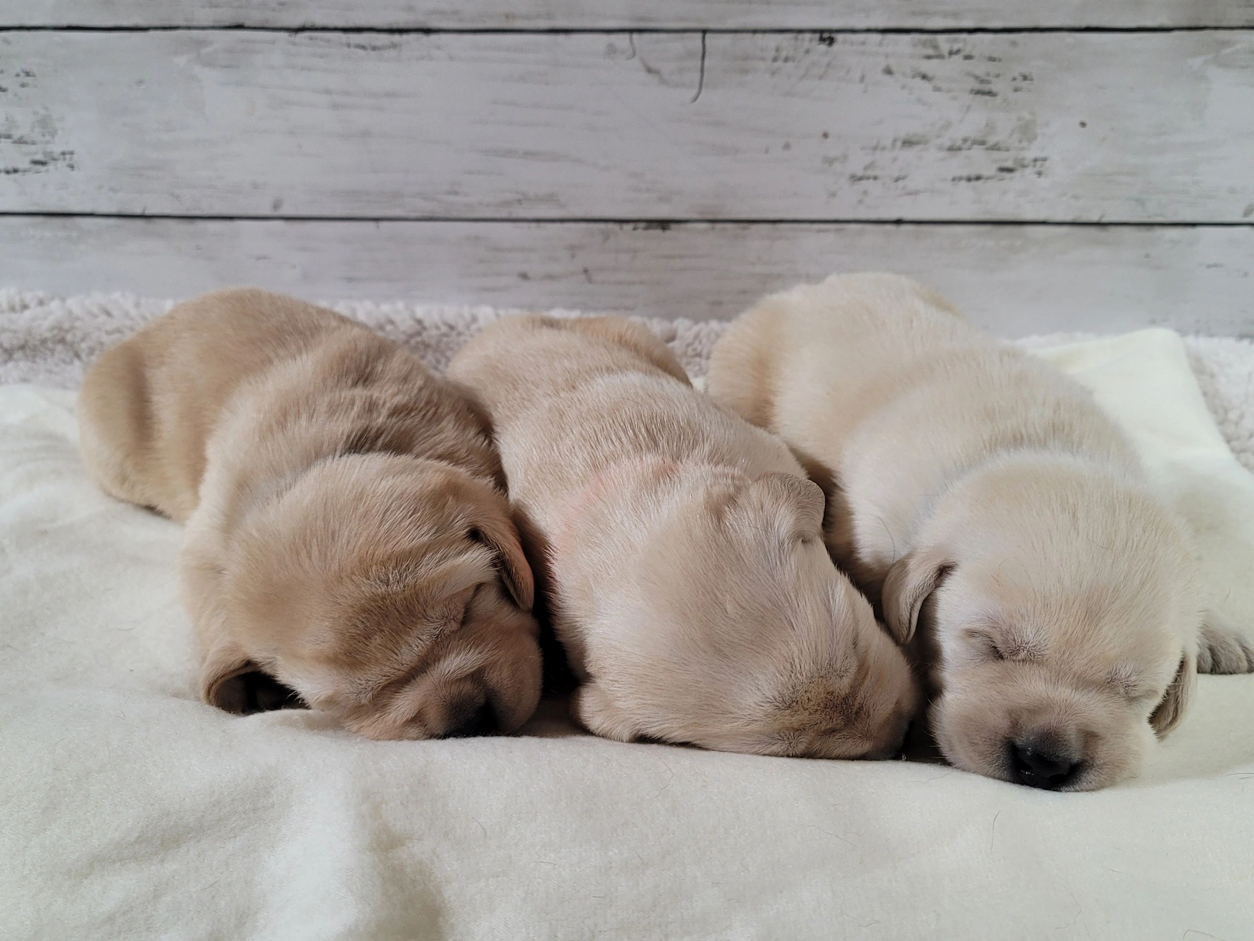 Two Weeks of Cuteness: Life with Our 2-Week-Old Labrador Puppies