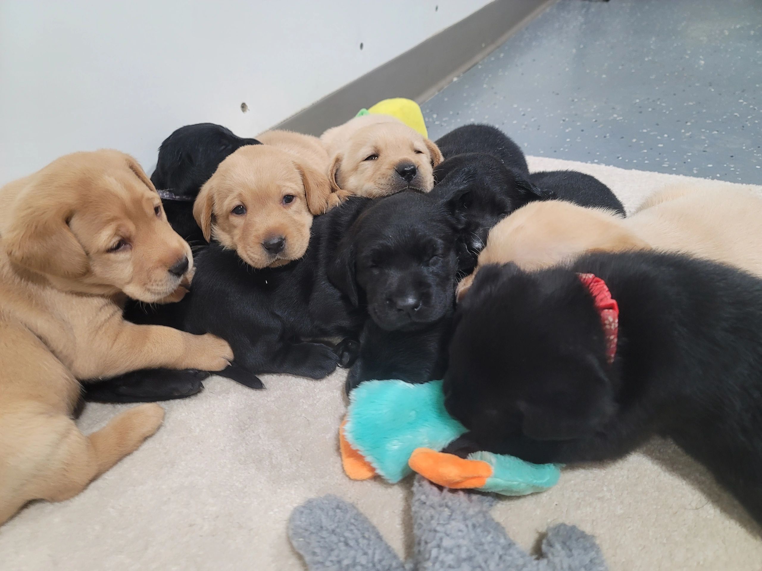 4-Week-Old Labrador Puppies – First Milk, Messy Faces & Nap