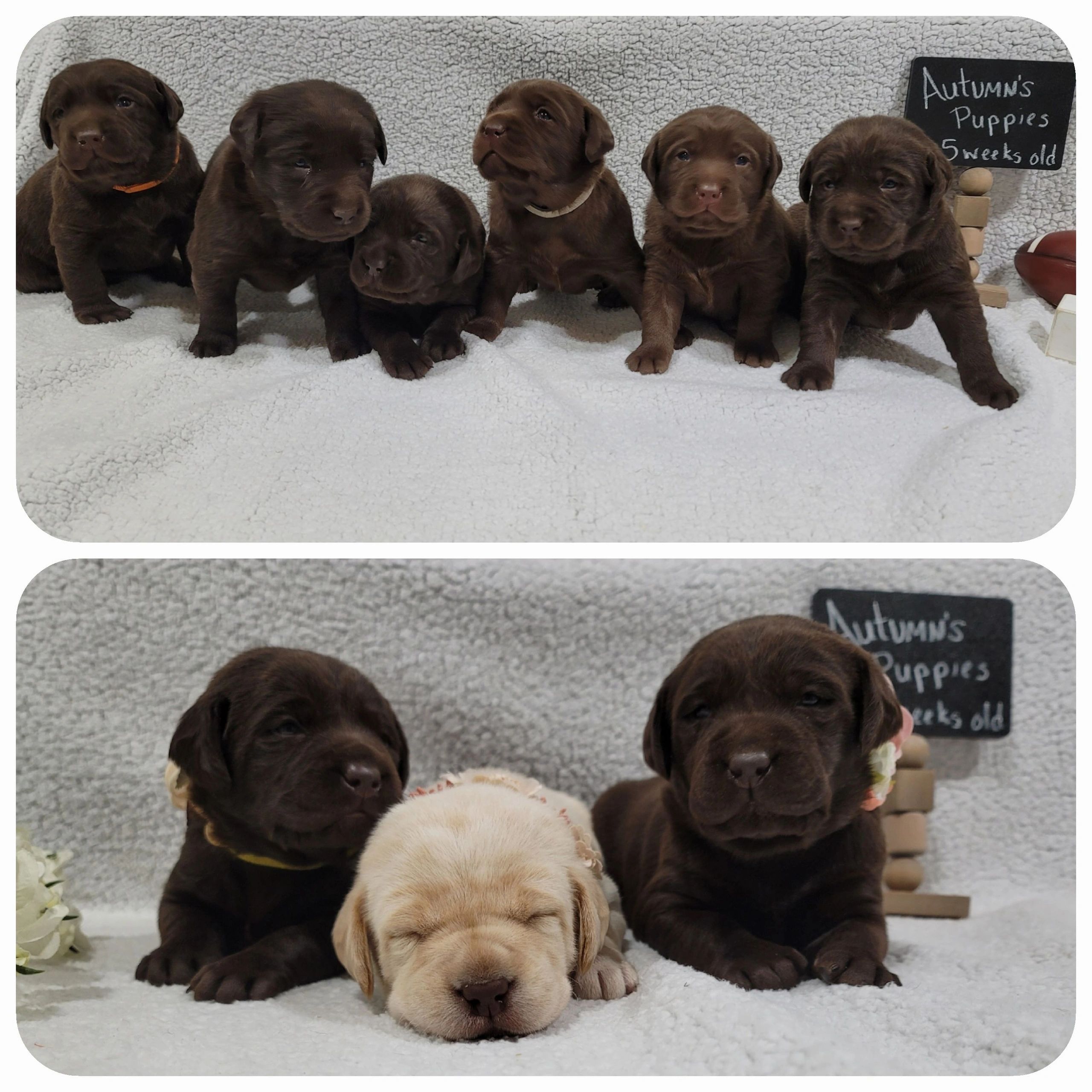 2½ Week Old Puppy Update — Autumn’s Litter