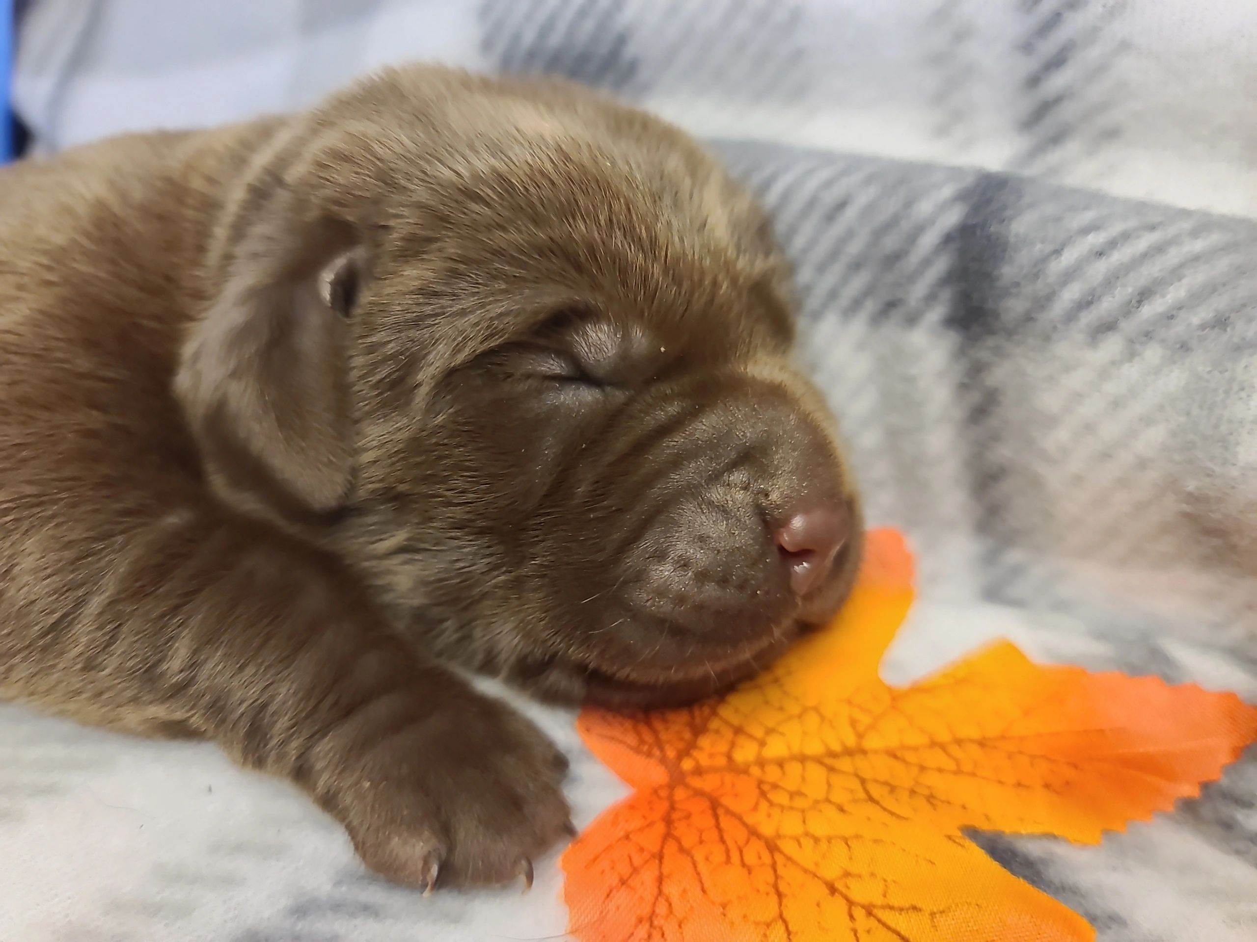 Adorable 5 day old Labrador Retriever Puppies!