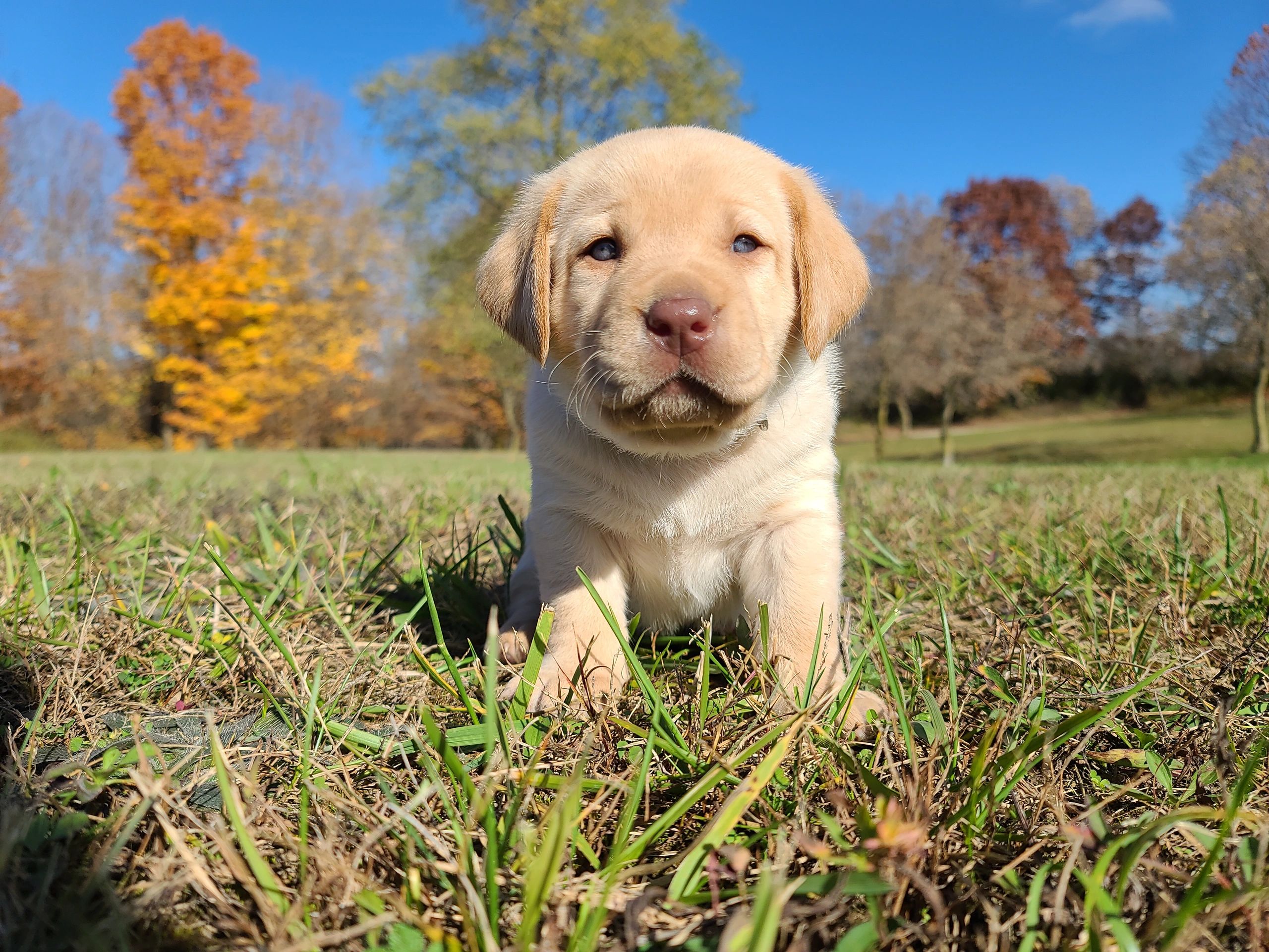 Puppy Update: 4 week old Pictures!!