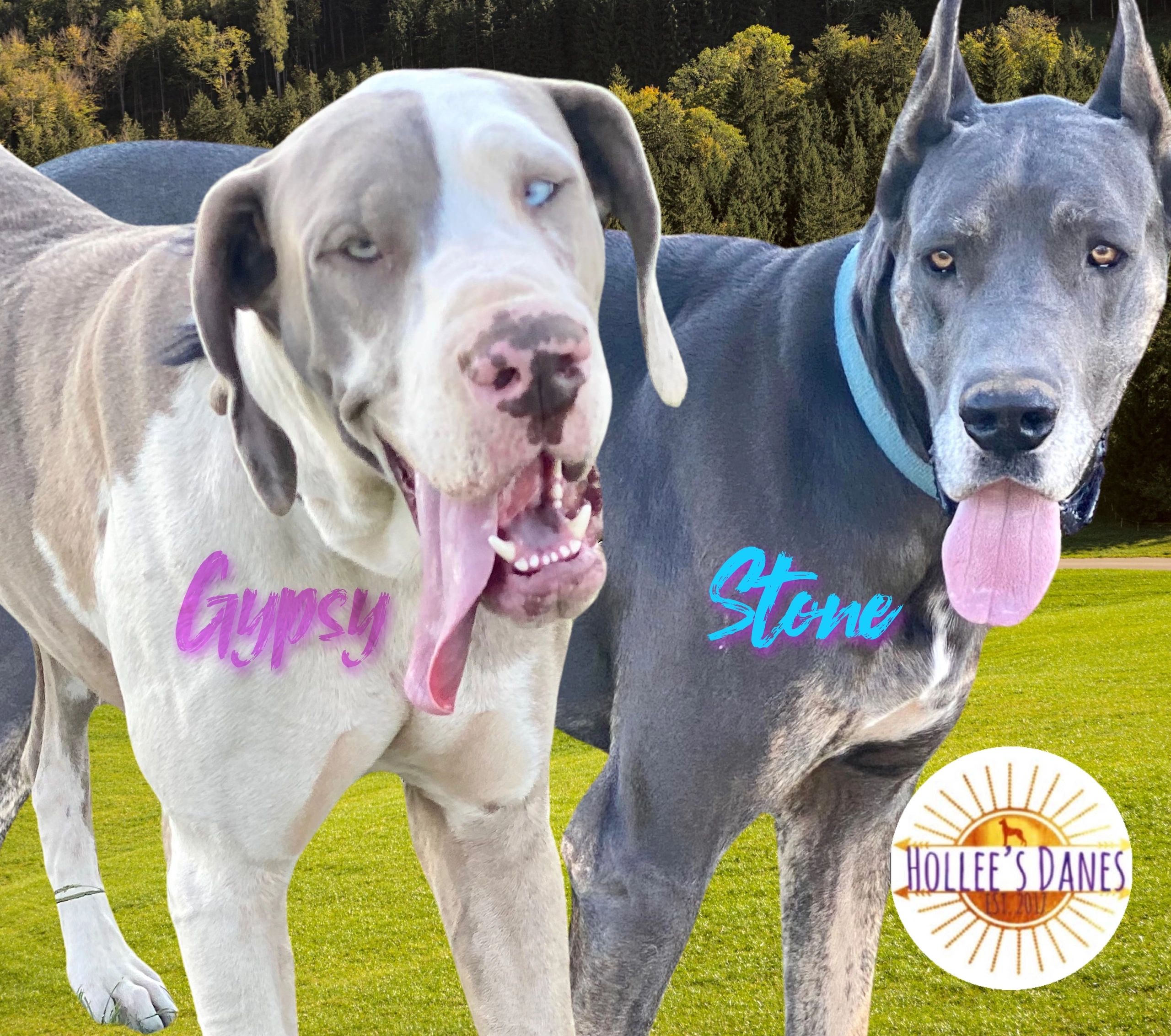 AKC Great Danes for Adoption - Hollee's Danes