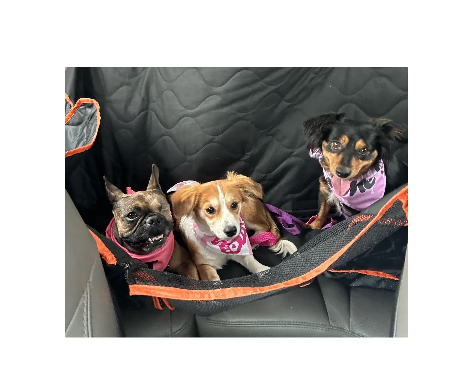 Southern California Dog Rescue