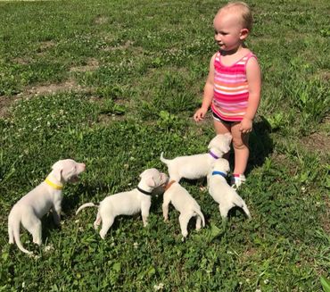 Russow Ranch - Dogo Argentino Puppies, Dogo Puppies for Sale