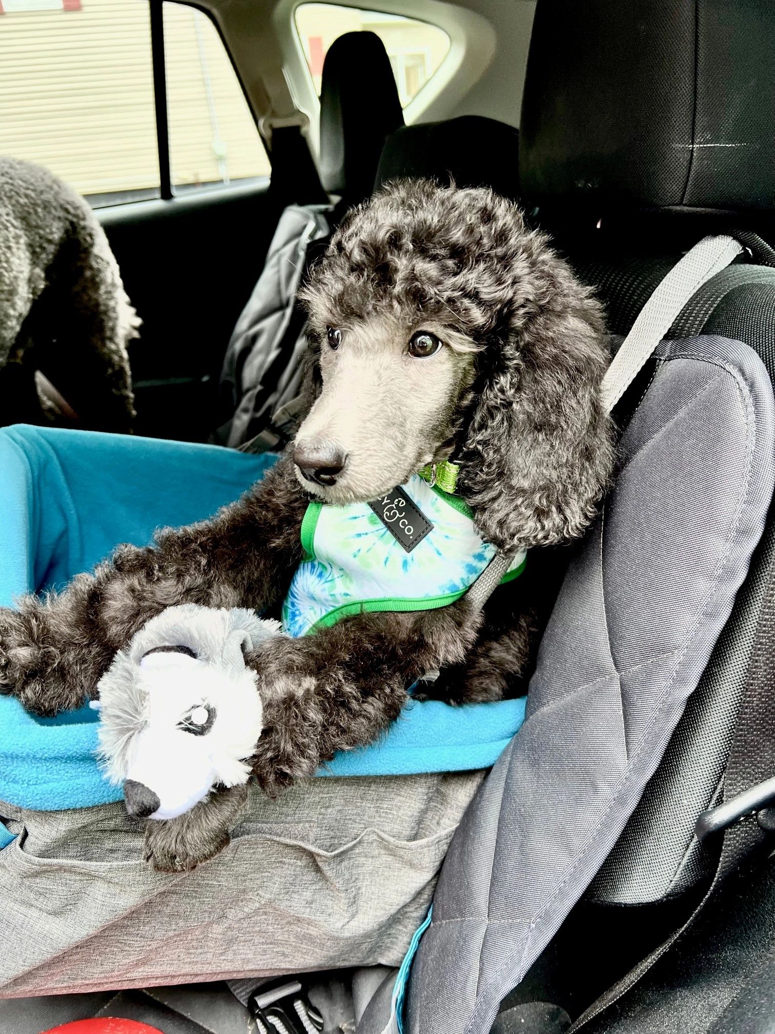 Finn & Friends Standard Poodles - Home