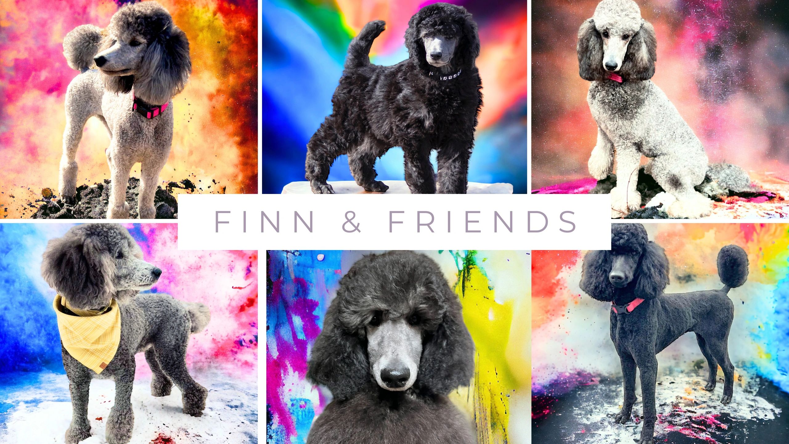 Gallery | Finn & Friends Standard Poodles