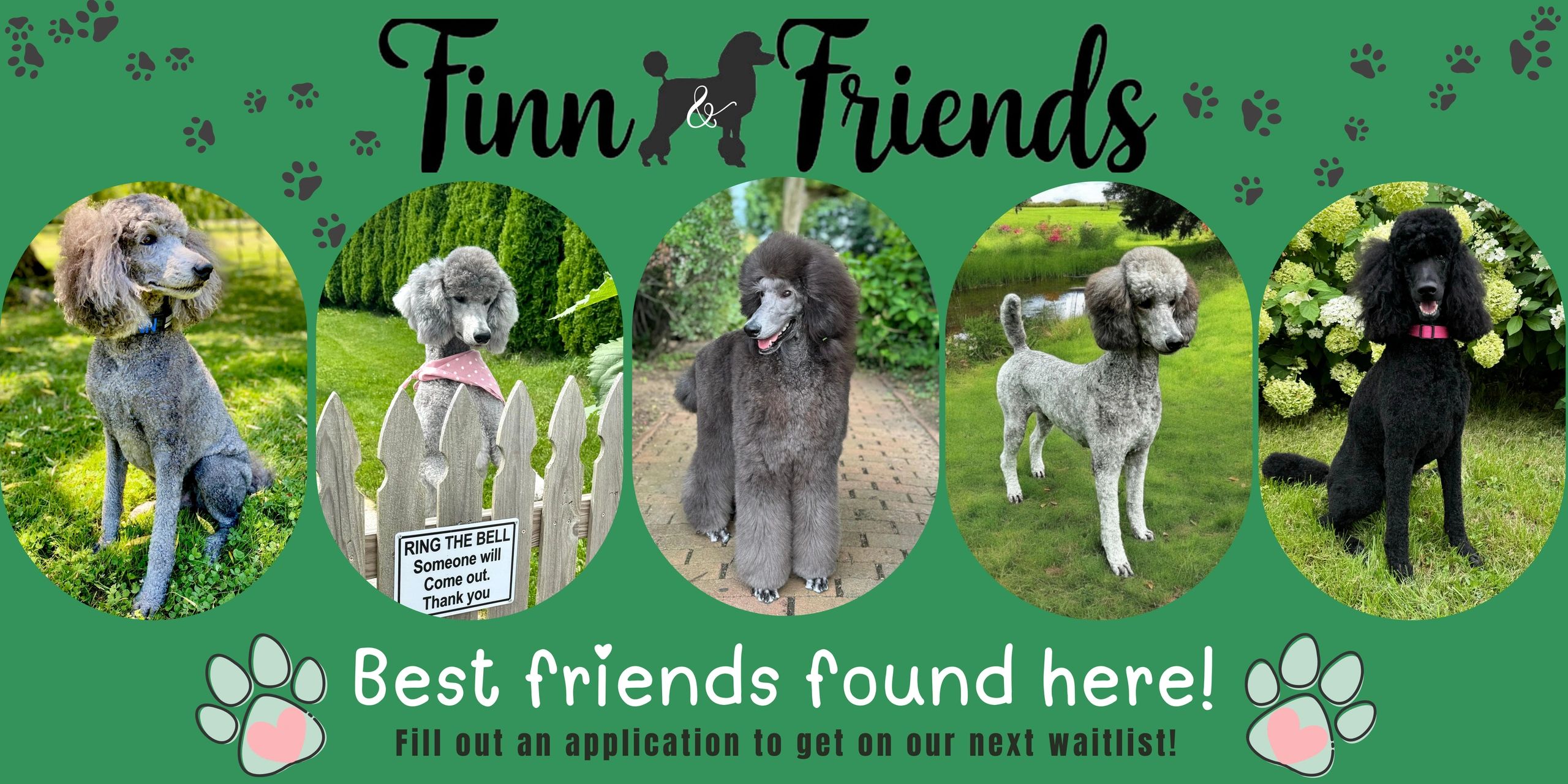 Finn & Friends Standard Poodles - Home