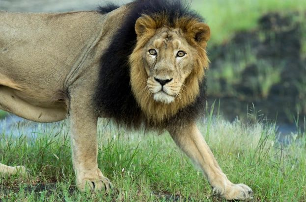 Part 1: Biblical Animals of Israel