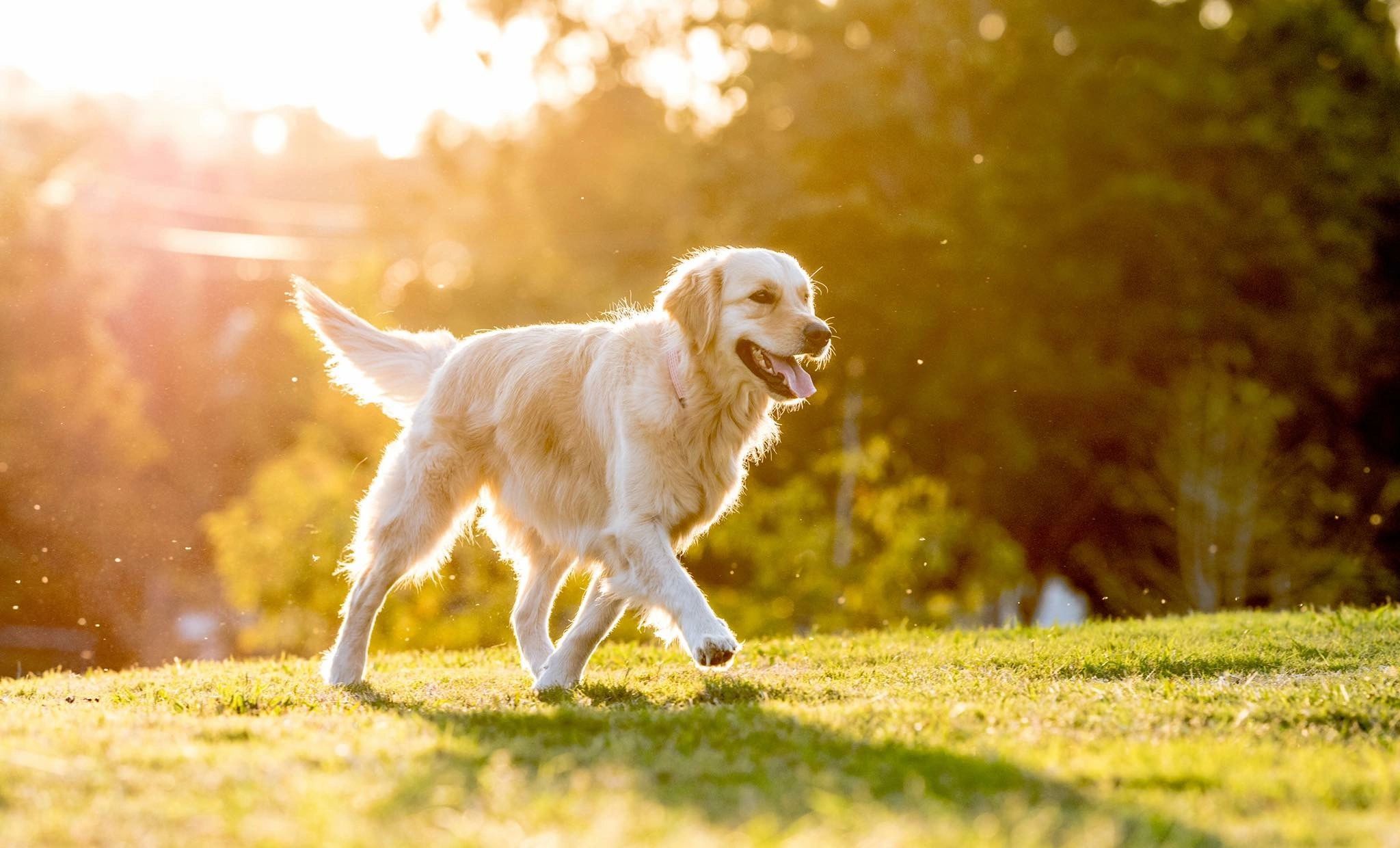 In Home Dog Trainer - Professional Dog Obedience Training