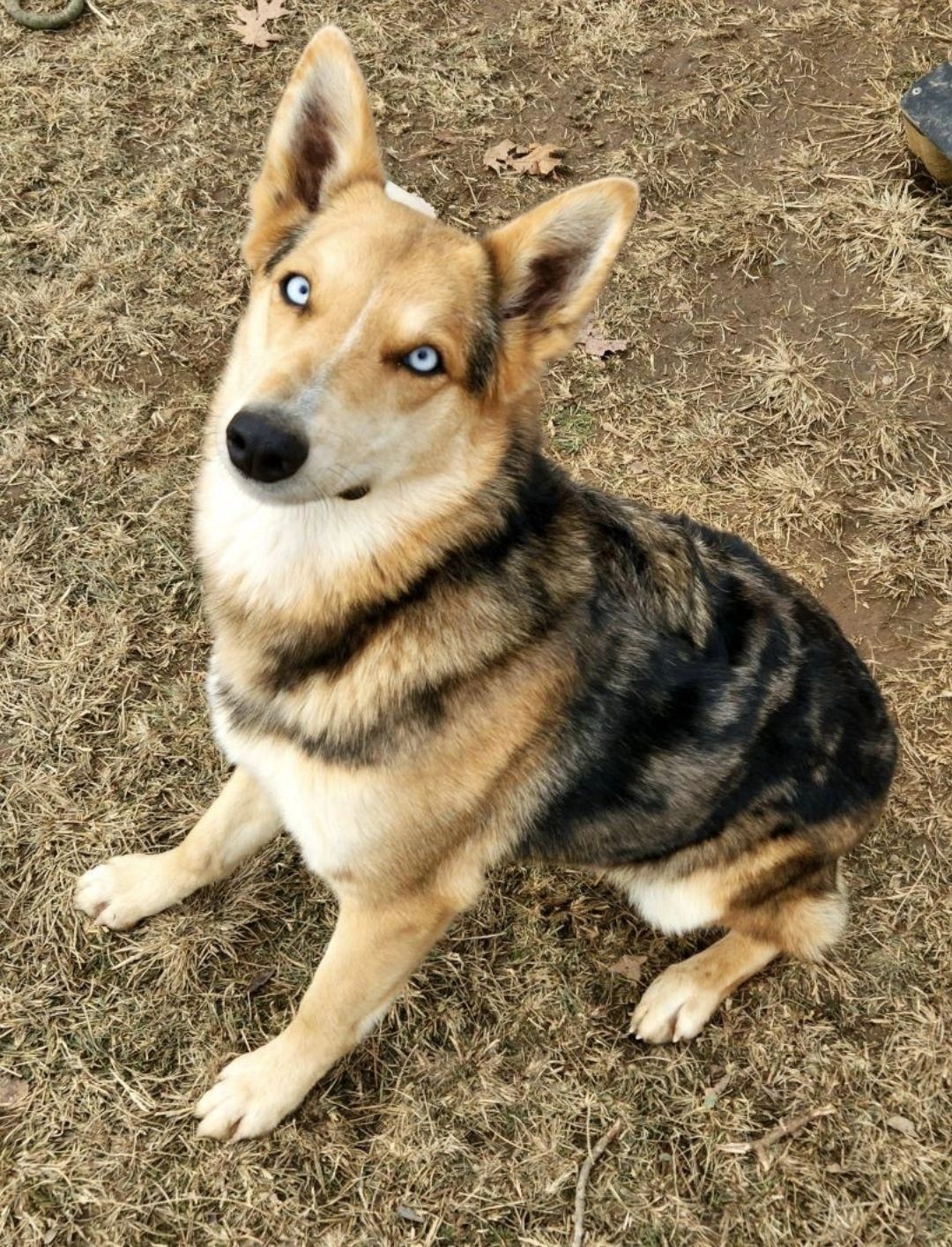 Australian Shepherd German Shepherd Mix