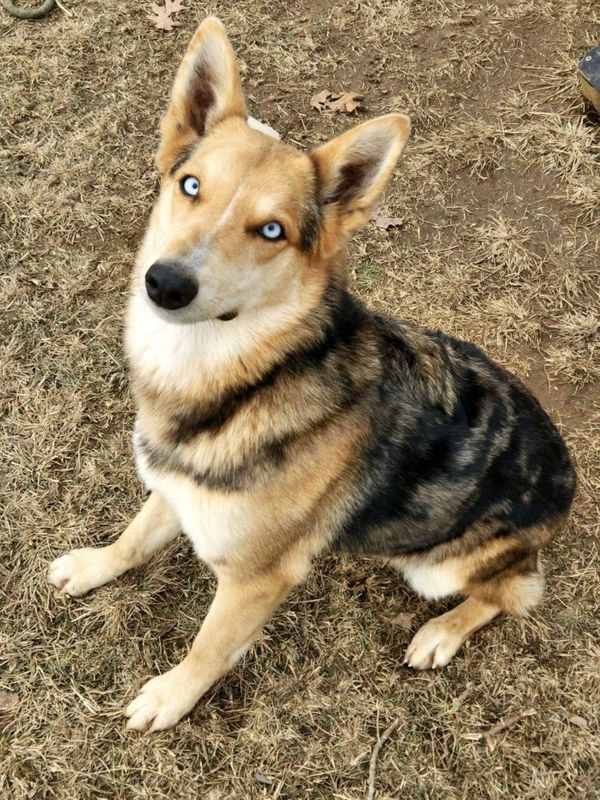 German Aussie Shep Pups