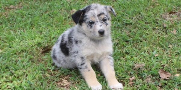 German Aussie Shep Pups
